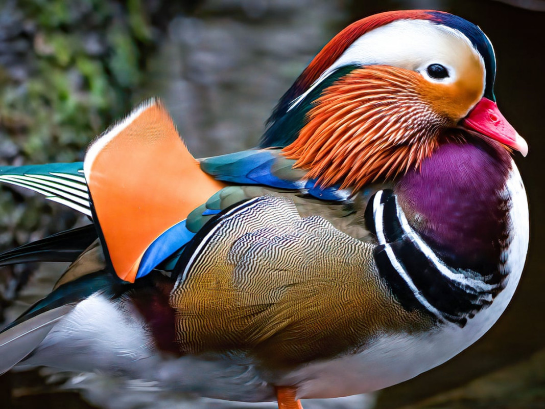 Van Diemans Birds of a Feather - Mandarin Duck Breast - Fountain Pen ...